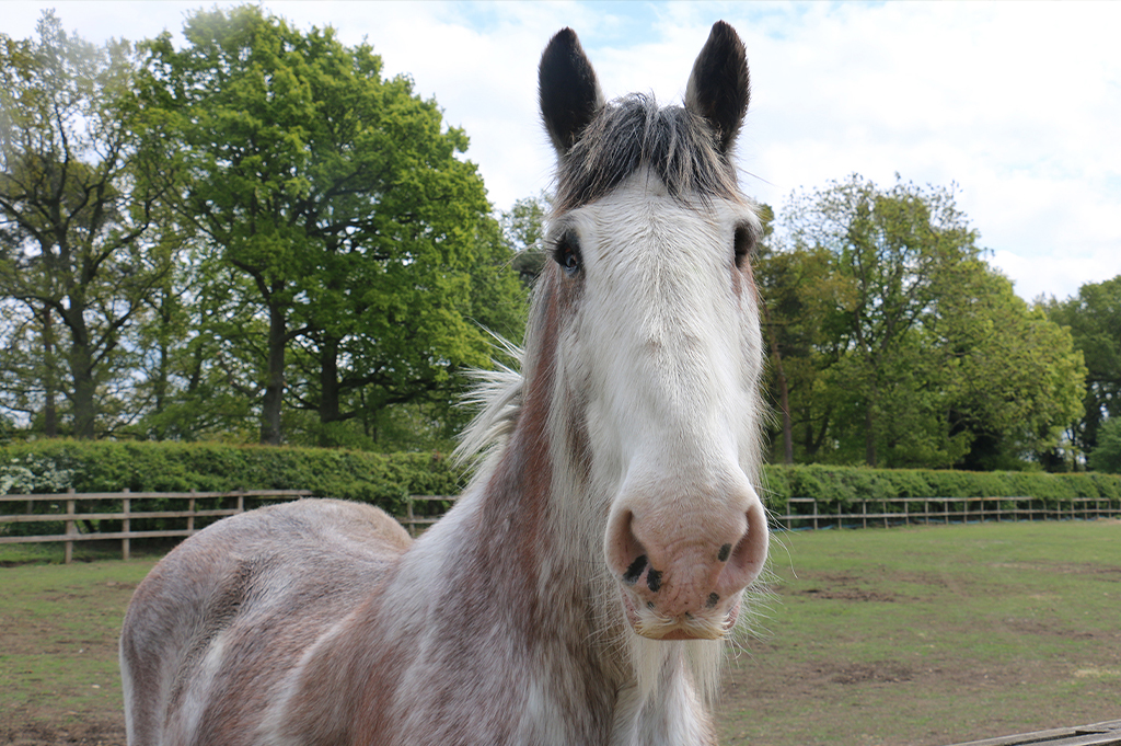 Visit One Of The Top Animal Attractions In Norfolk
