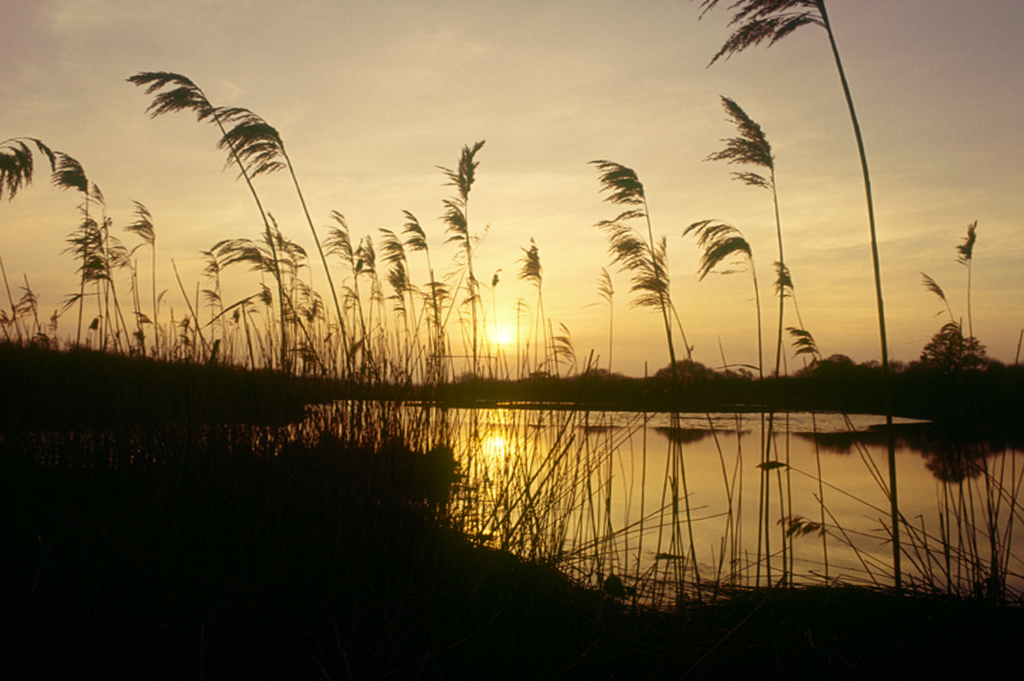 Nature Reserves Near By - Hemsby Beach Holiday Park