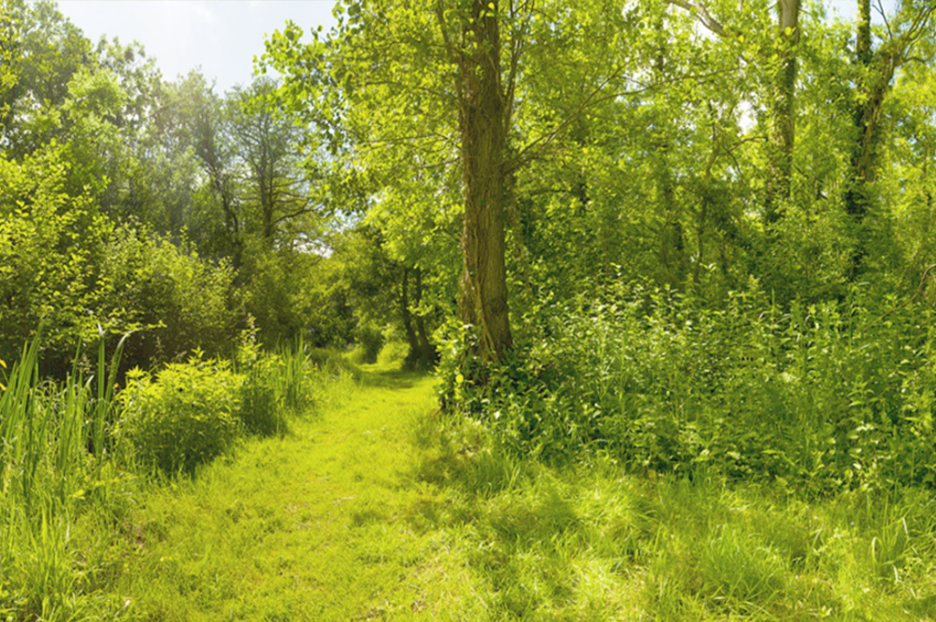 Nature Reserves Near By - Hemsby Beach Holiday Park